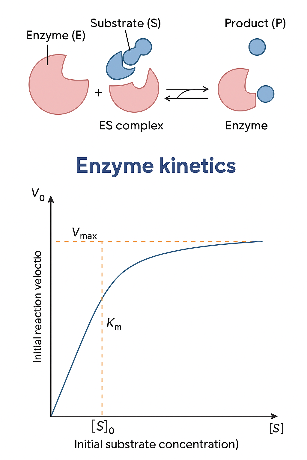 Enzyme Inhibition Explained: Km and Vmax Changes in Competitive and ...