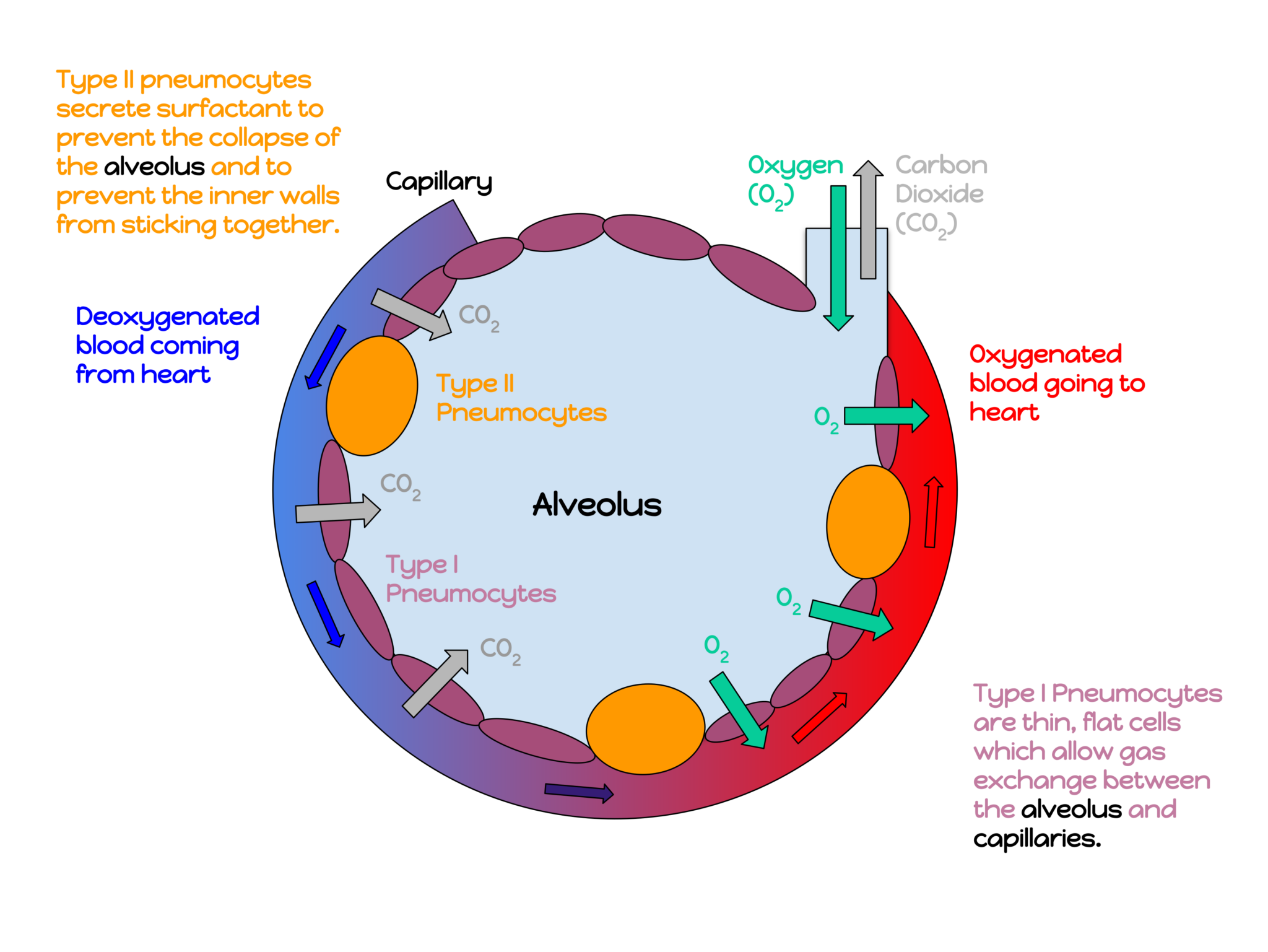 mymedschool.orgU01.16.005 Alveolar cell types