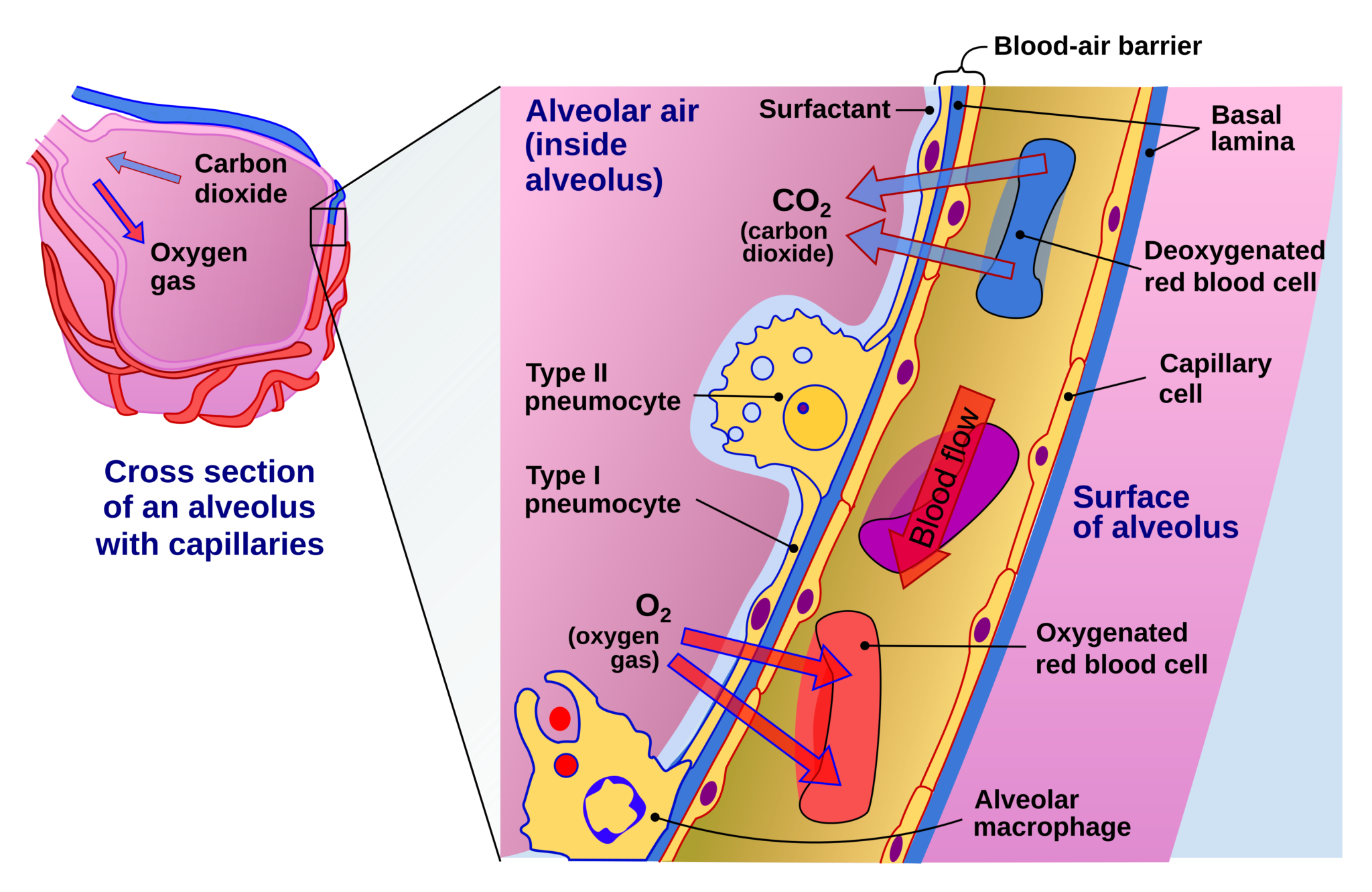 mymedschool.orgU01.16.005 Alveolar cell types