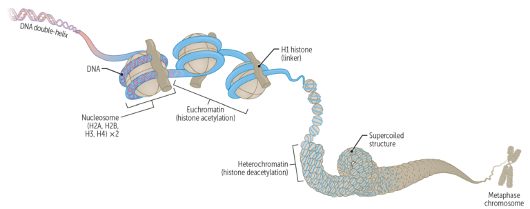 mymedschool.orgChromatic structure