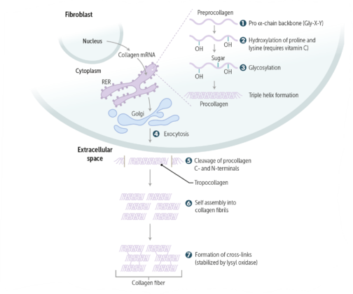 mymedschool.orgCollagen synthesis and structure