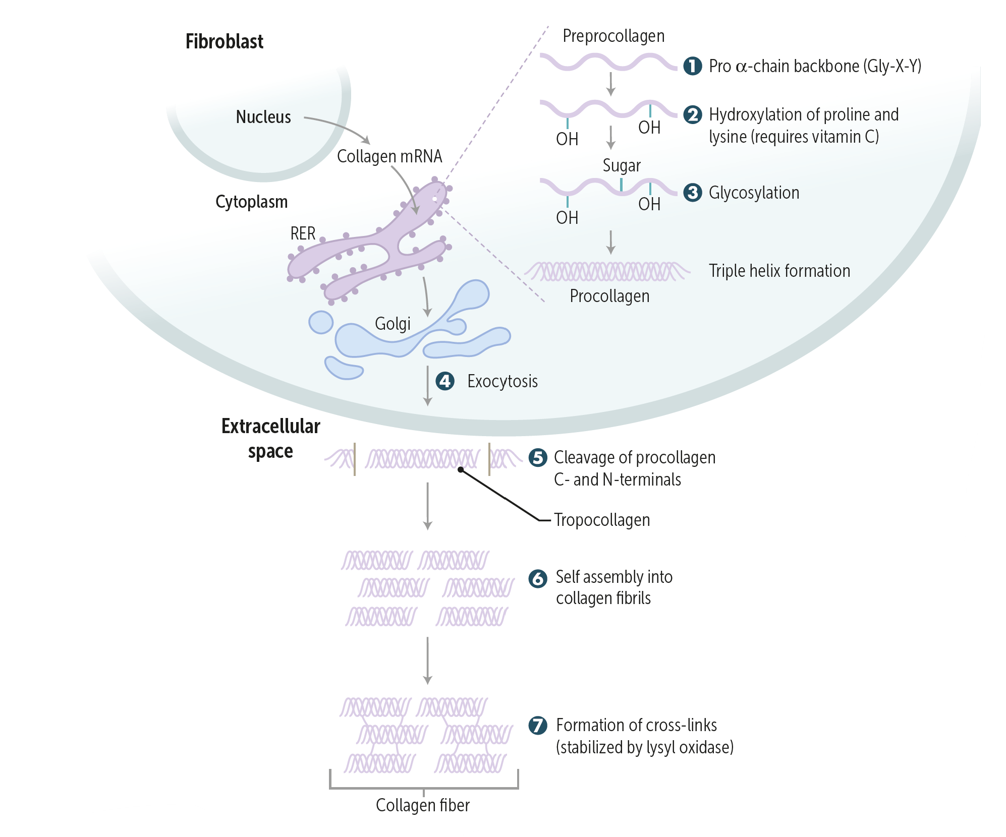 mymedschool.orgCollagen synthesis and structure