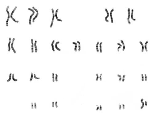 mymedschool.orgHuman_male_karyotype