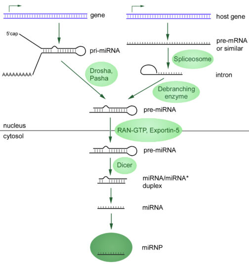 mymedschool.orgMiRNA-biogenesis