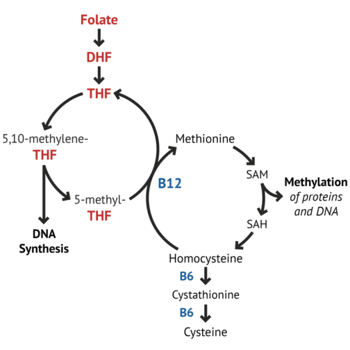 mymedschool.orgfolate
